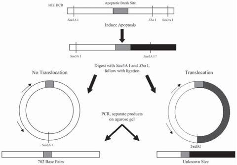 Detection of DNA Double-Strand Breaks and Chromosome Translocations ...
