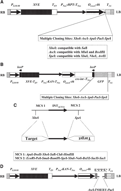 Applications of Chemical-Inducible Expression Systems in Functional ...