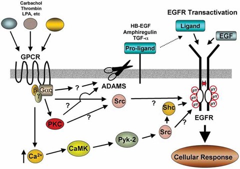 A Historical Perspective of the EGF Receptor and Related Systems ...