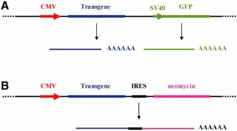 Use of the Cytomegalovirus Promoter for Transient and Stable Transgene ...