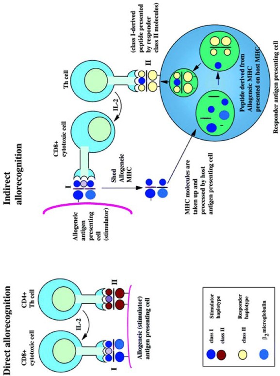 Direct and Indirect Allorecognition | SpringerLink