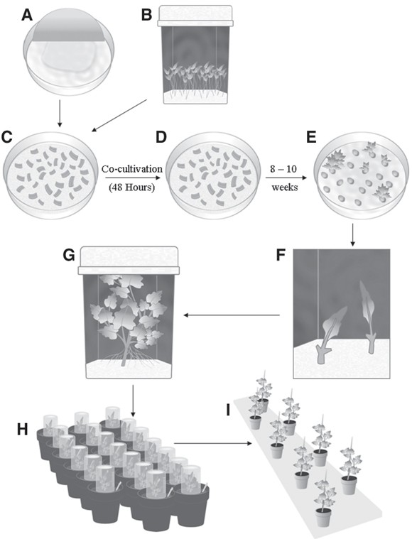 Tomato ( Lycopersicum esculentum) | SpringerLink
