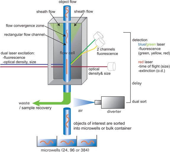 Techniques for Analysis, Sorting, and Dispensing of C. elegans on the COPAS™ Flow-Sorting System ...