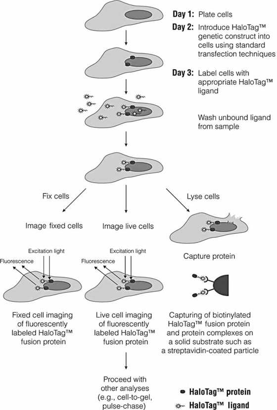 The HaloTag™ | SpringerLink