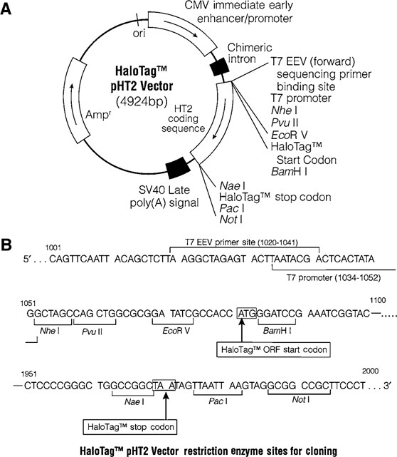 The HaloTag™ | SpringerLink