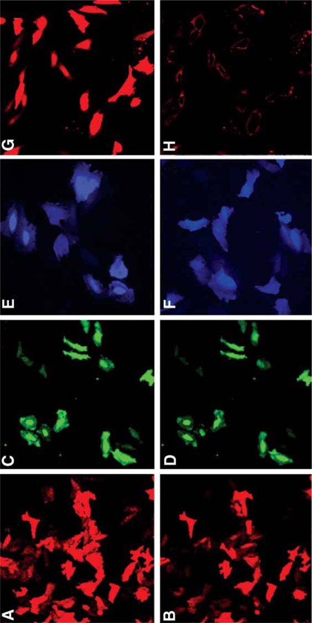 The HaloTag™ | SpringerLink
