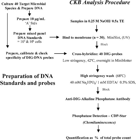 Checkerboard DNA-DNA Hybridization Technology Using Digoxigenin ...