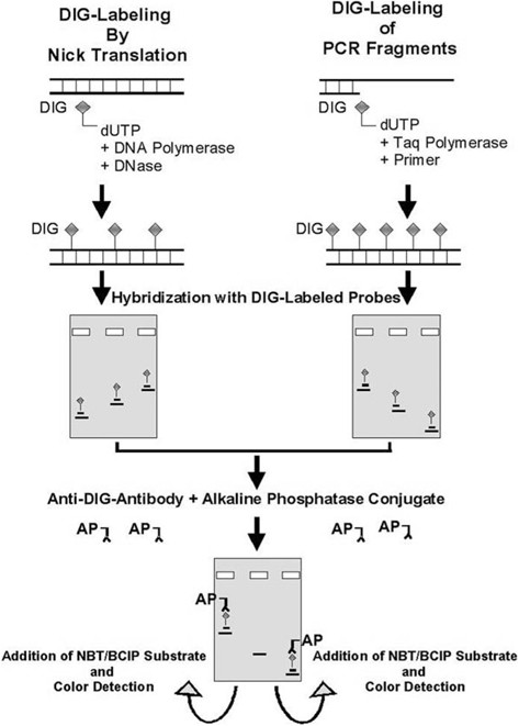 Direct In-Gel Hybridization of DNA With Digoxigenin-Labeled Probes ...