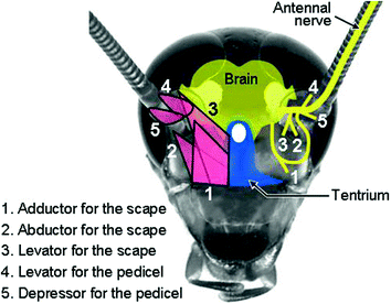 Cockroach Antennae | SpringerLink