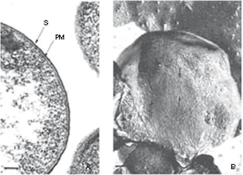 The Methanogenic Bacteria | SpringerLink