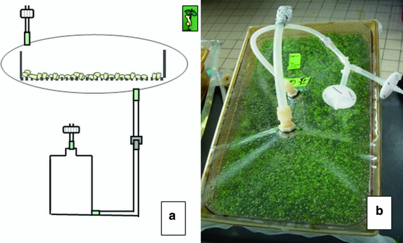 Disposable Bioreactors for Plant Micropropagation and Mass Plant Cell ...