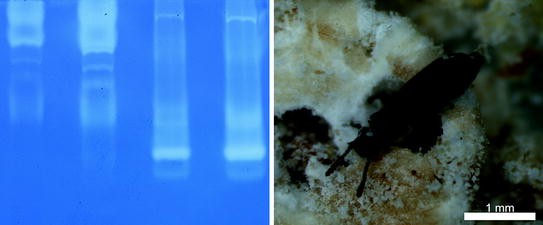 Insect-Derived Enzymes: A Treasure for Industrial Biotechnology and ...