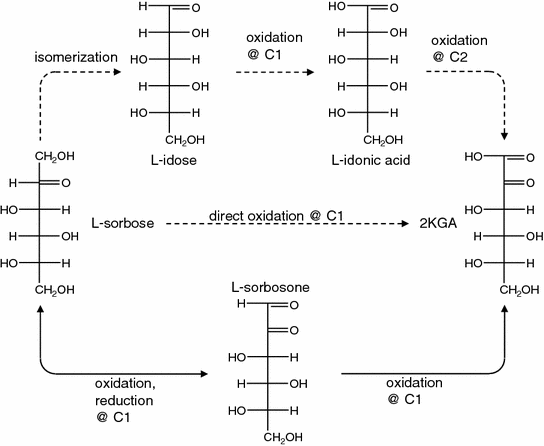 In dustria l Pro duction of l-Ascorbic Aci d (Vitamin C) an d d ...