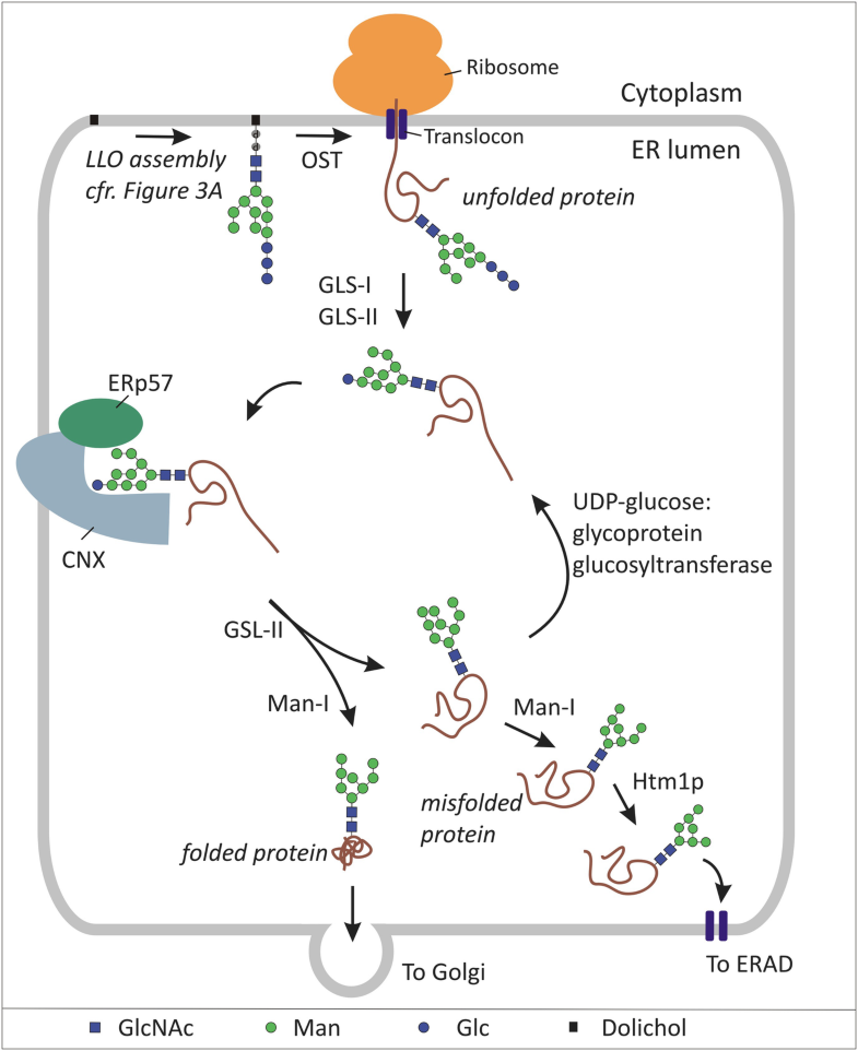 Engineering of Yeast Glycoprotein Expression | SpringerLink