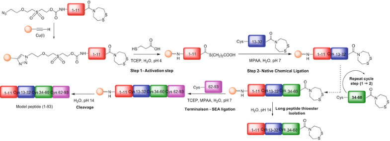 Solid Phase Protein Chemical Synthesis | SpringerLink