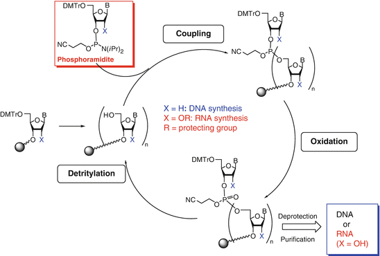 New Antisense Strategies: Chemical Synthesis of RNA Oligomers ...