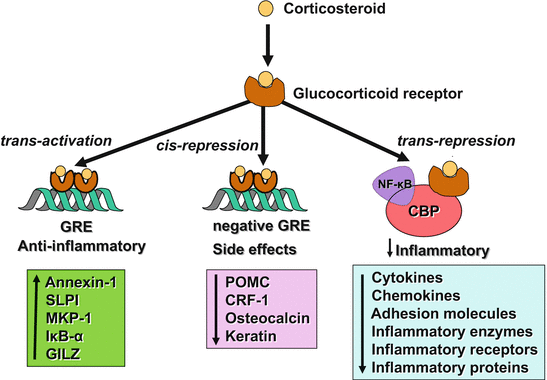 Glucocorticosteroids | SpringerLink