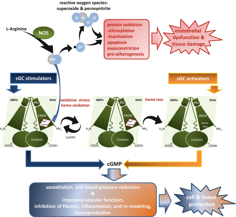 Soluble Guanylate Cyclase Stimulators and Activators | SpringerLink