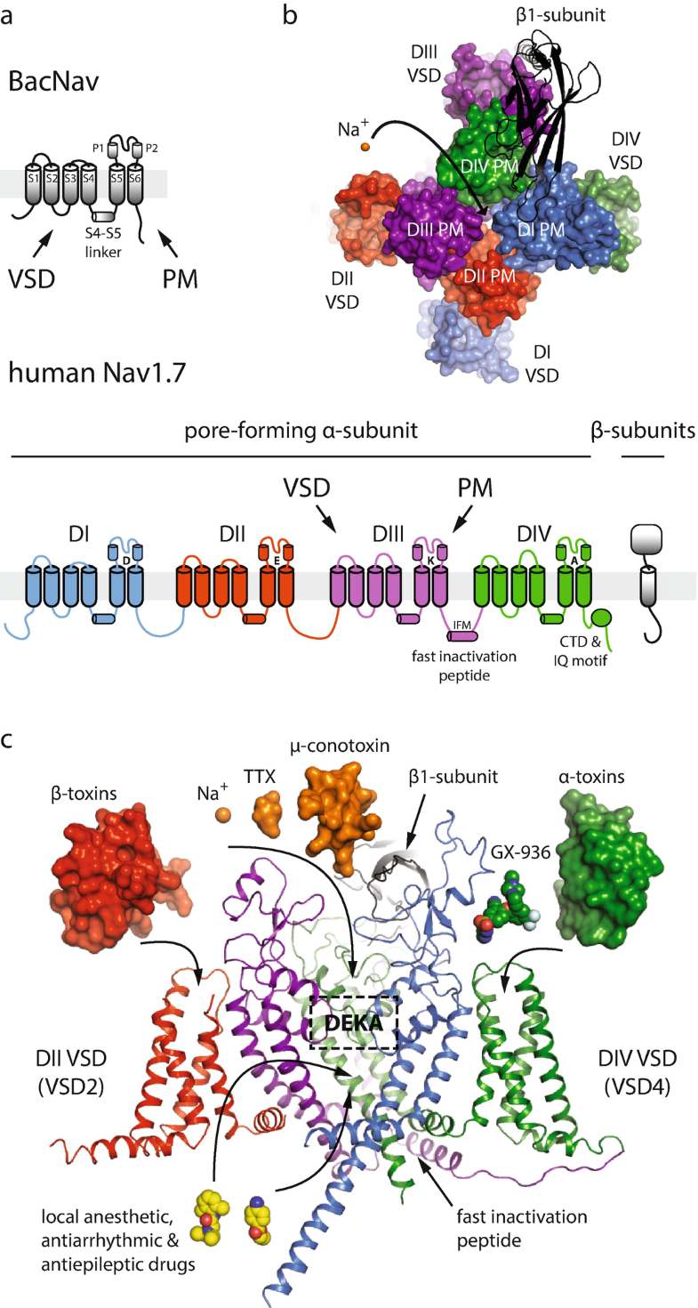 Selective Ligands and Drug Discovery Targeting the Voltage-Gated Sodium ...