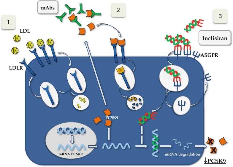 LDL-Cholesterol-Lowering Therapy | SpringerLink