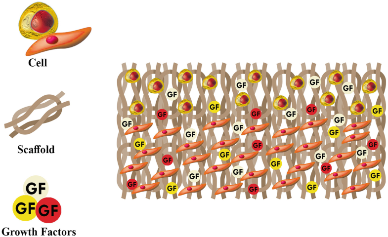 Tissue Engineered Skin Substitutes | SpringerLink
