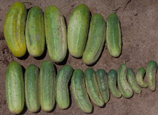 Genetic Resources of Cucumber | SpringerLink