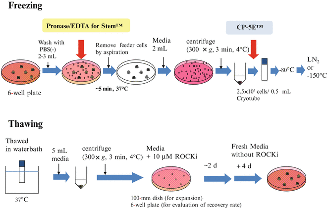 A Simple and Efficient Method of Slow Freezing for Human Embryonic Stem ...