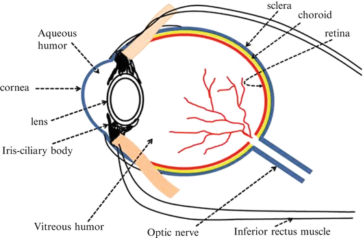 Compositions, Formulation, Pharmacology, Pharmacokinetics, and Toxicity ...