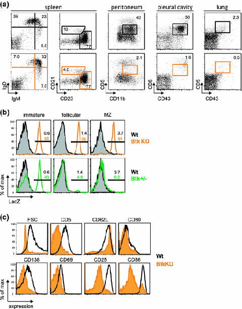 BTK Signaling in B Cell Differentiation and Autoimmunity | SpringerLink