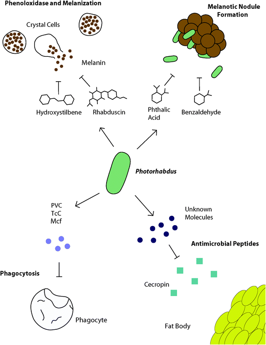 Insect Immunity to Entomopathogenic Nematodes and Their Mutualistic ...