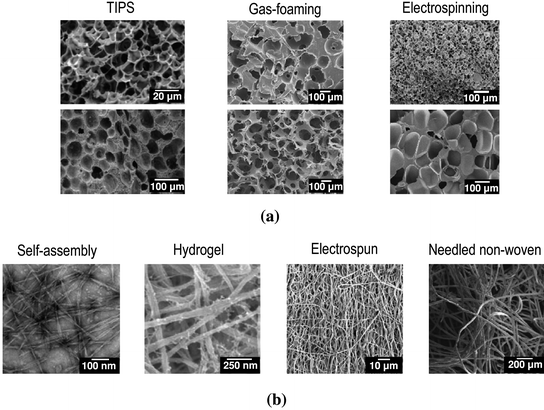 Polymer Scaffolds for Bone Tissue Regeneration | SpringerLink