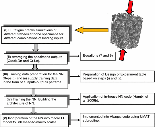 Application of Neural Network and Finite Element Method for Multiscale Prediction of Bone ...