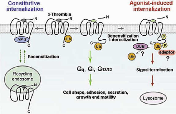 Regulation of Thrombin Receptor Signaling | SpringerLink