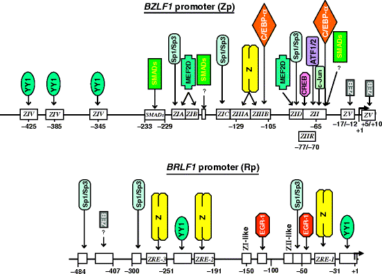 The Epstein–Barr Virus Lytic Life Cycle | SpringerLink
