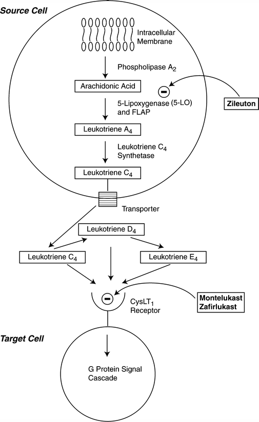 Reactive Airway Disease and the Management of Samter’s Triad | SpringerLink
