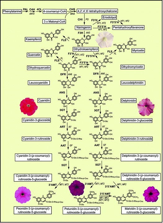 The Genetics of Flower Color | SpringerLink