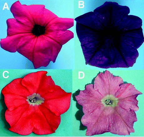 The Genetics of Flower Color | SpringerLink