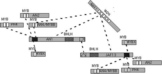 The Genetics of Flower Color | SpringerLink