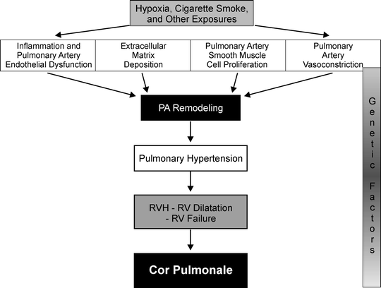 Cor Pulmonale | SpringerLink
