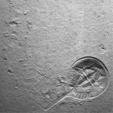 Biomedical Applications of Limulus Amebocyte Lysate | SpringerLink