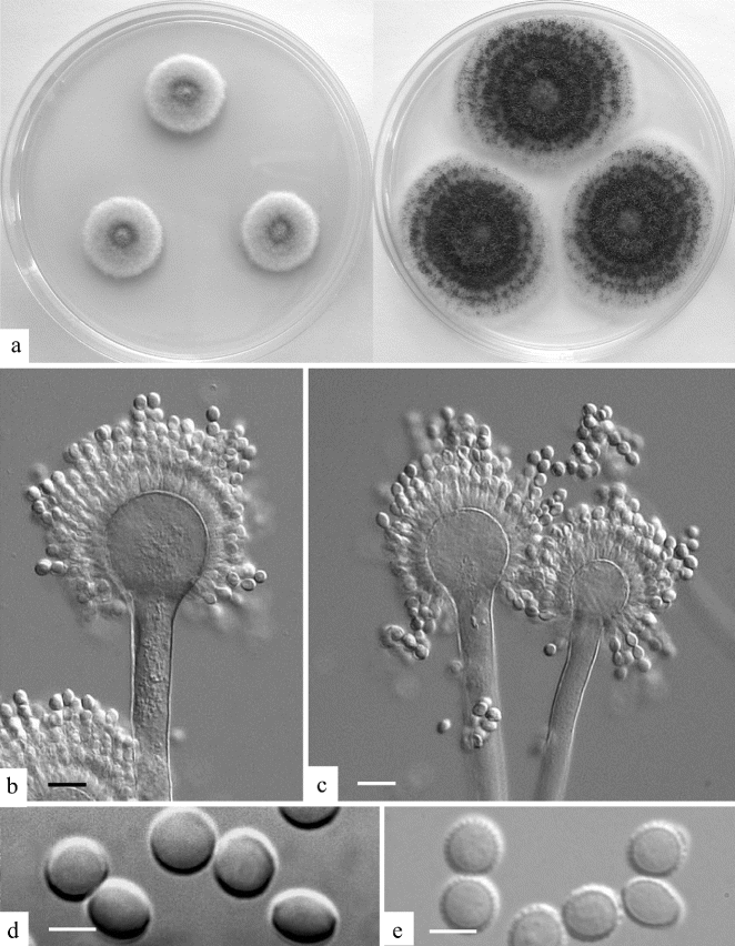 Aspergillus and Related Teleomorphs | SpringerLink