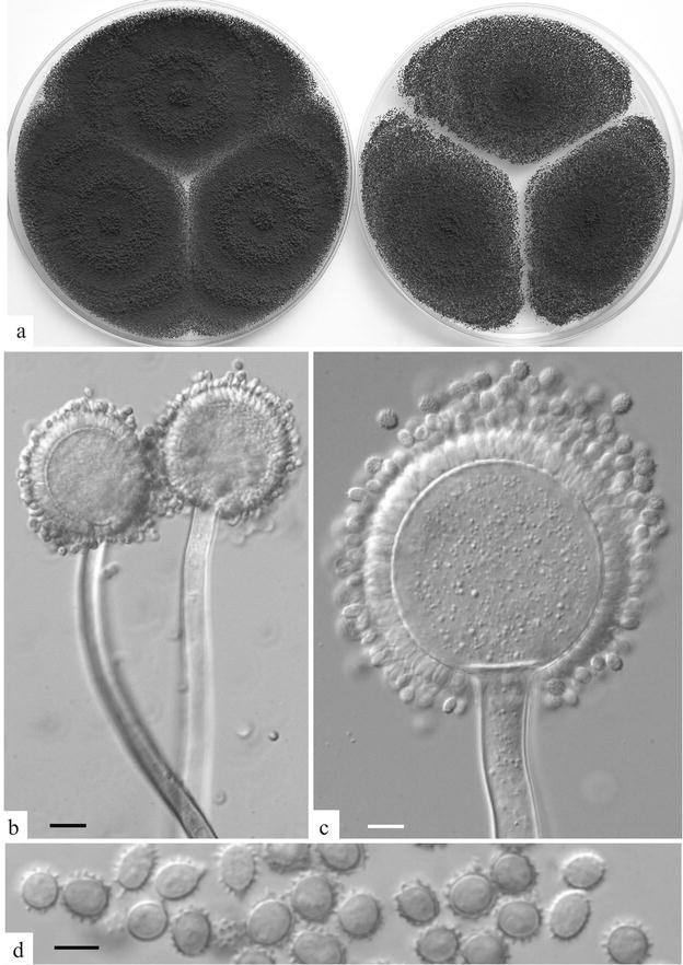 Aspergillus and Related Teleomorphs | SpringerLink