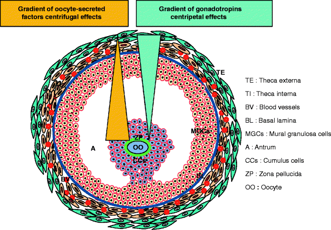 Cumulus Cell Gene Expression as a Marker of Oocyte Quality | SpringerLink