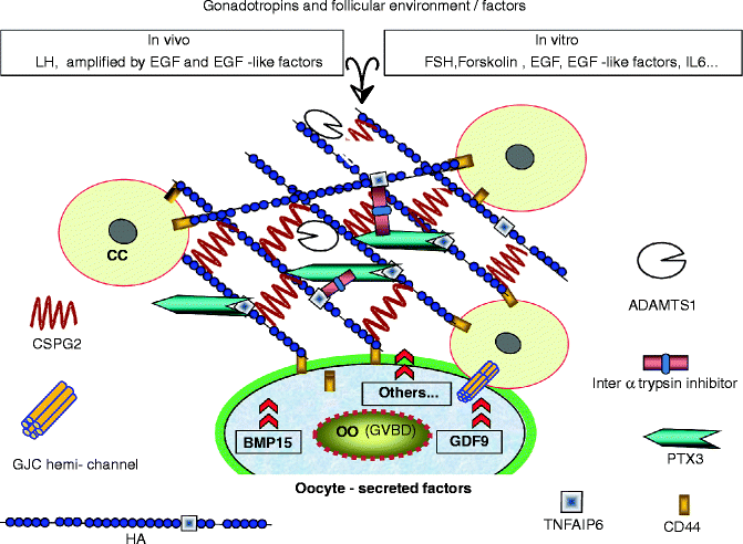 Cumulus Cell Gene Expression as a Marker of Oocyte Quality | SpringerLink