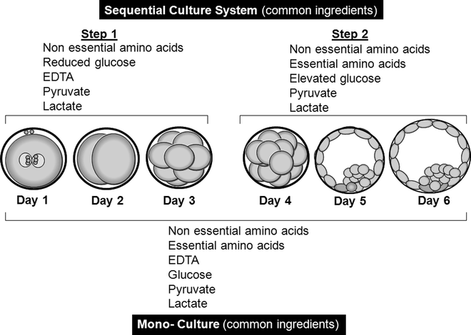 Culture Media in IVF: Decisions for the Laboratory | SpringerLink