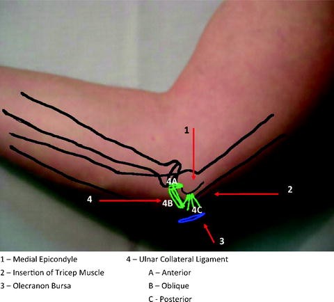 The Elbow | SpringerLink