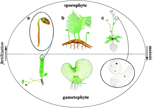 Laboratory-Induced Apogamy and Apospory in Ceratopteris richardii ...