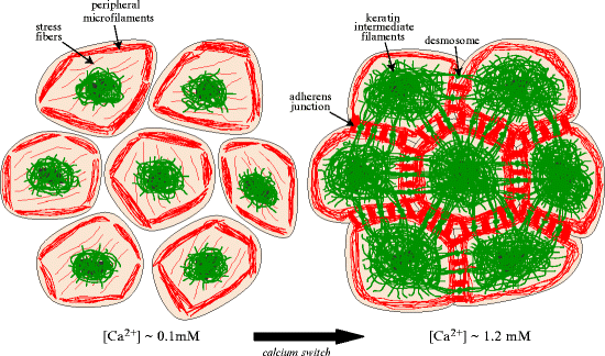Mechanobiology of Epidermal Keratinocytes: Desmosomes, Hemidesmosomes ...