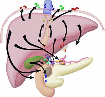 Abdominal Lymph Node Anatomy | SpringerLink