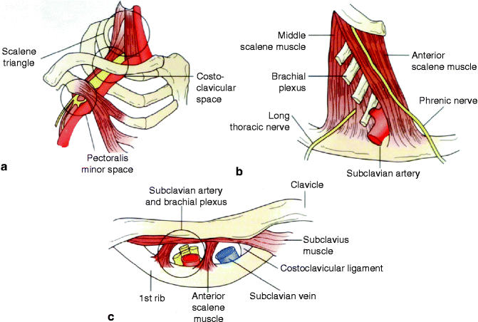 Anatomy of the Thoracic Outlet and Related Structures | SpringerLink